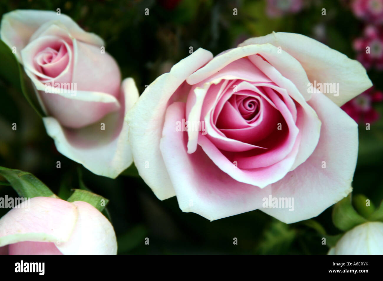 Pink Roses blossoming Stock Photo - Alamy