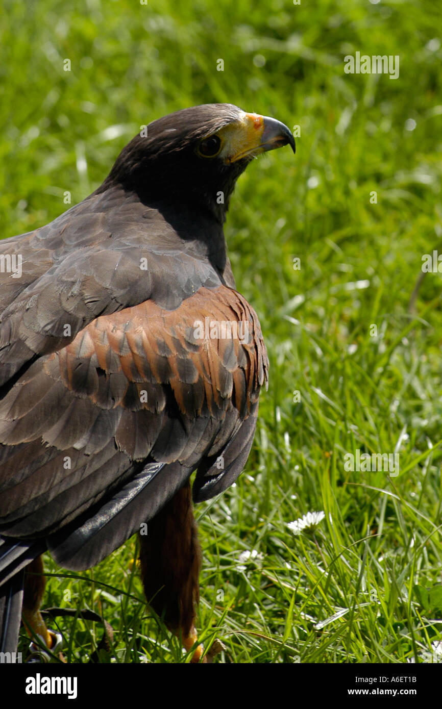 Harris Hawk at a country wildlife exhibition in Devon Stock Photo - Alamy