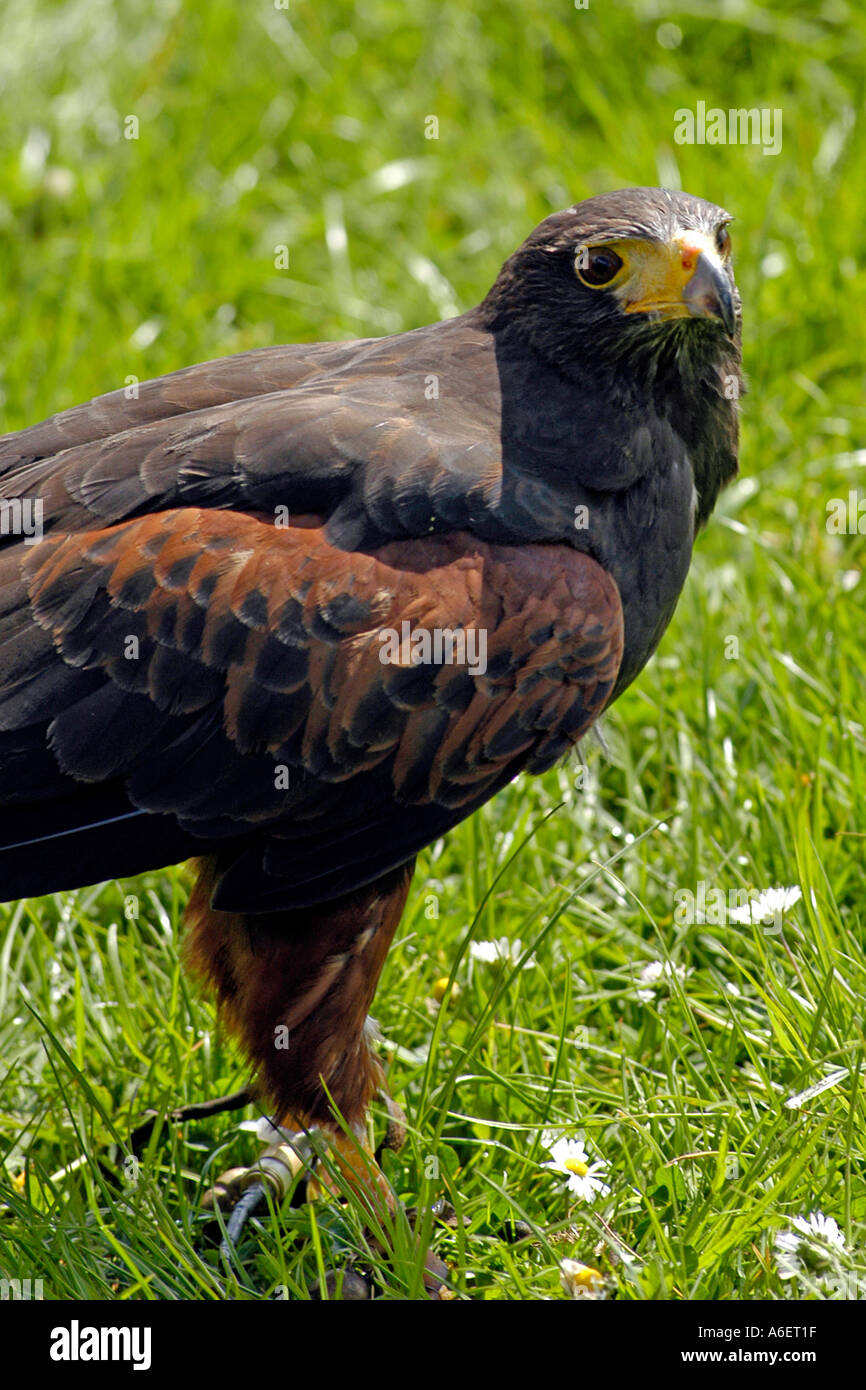 Devon harris hi-res stock photography and images - Alamy