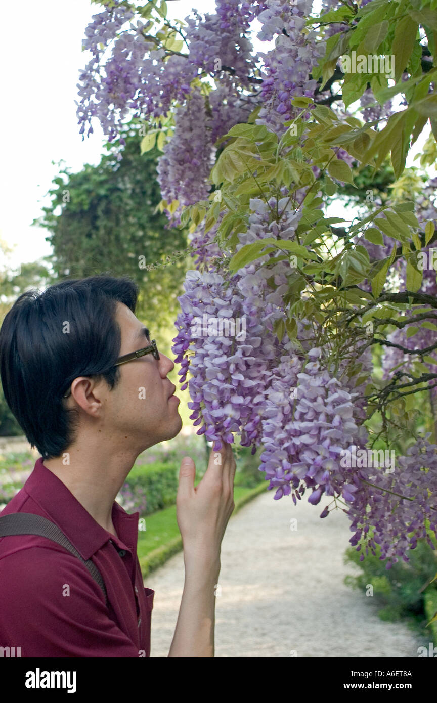 Good smelling trees hi-res stock photography and images - Alamy