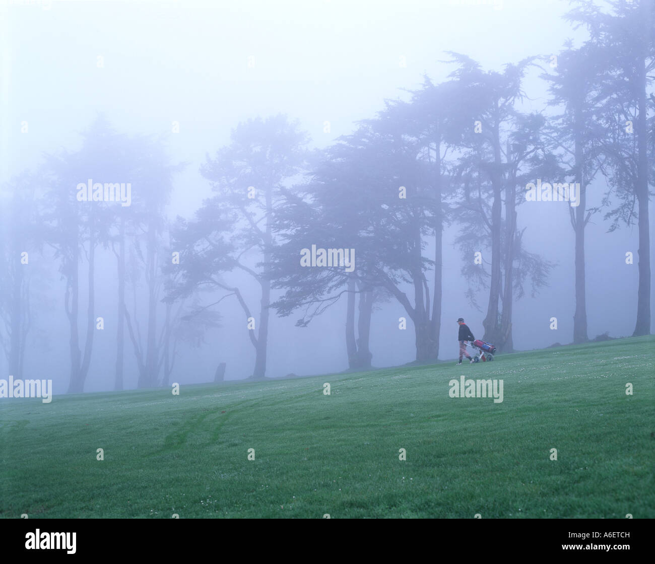 USA, California, San Francisco, Presidio Golf Course, Monterey Cypress ...
