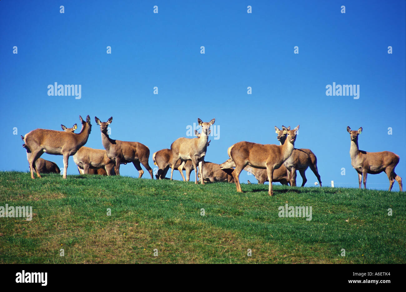 Deer on a hillside on a New Zealand deer farm Stock Photo - Alamy