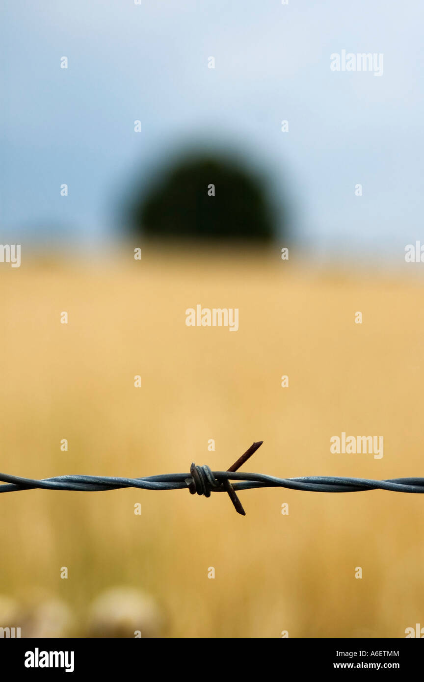 barbed wire fence, blurred field of yellow grass in background Stock ...