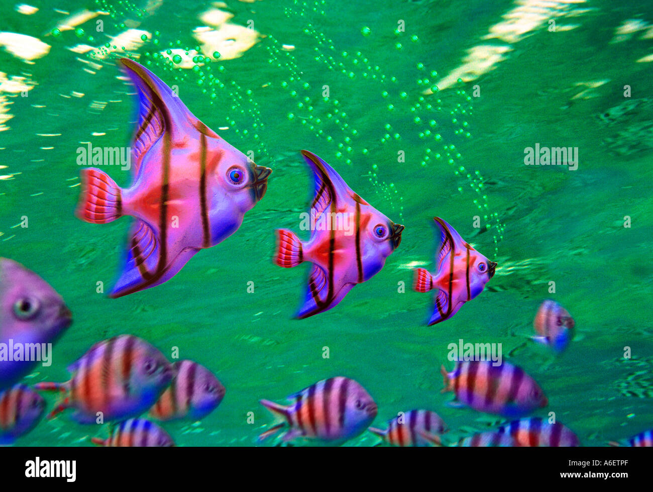 Fish blowing bubbles hi-res stock photography and images - Alamy