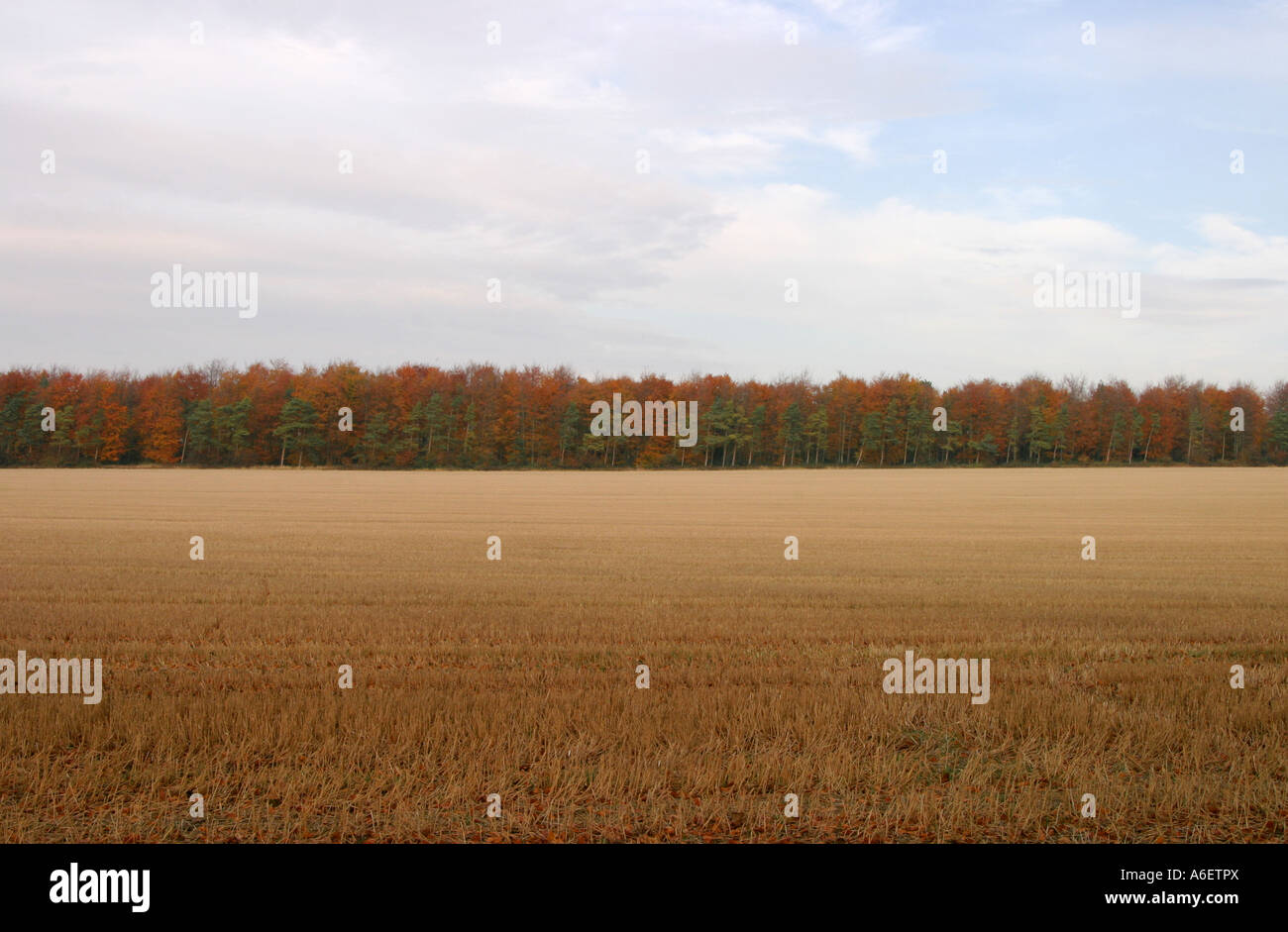 Cut corn field hi-res stock photography and images - Alamy