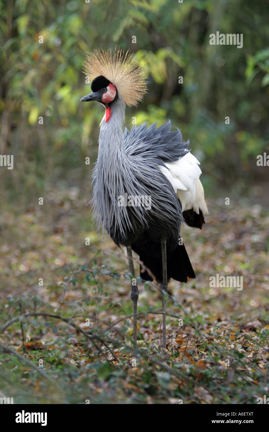 Haughty animal hi-res stock photography and images - Alamy