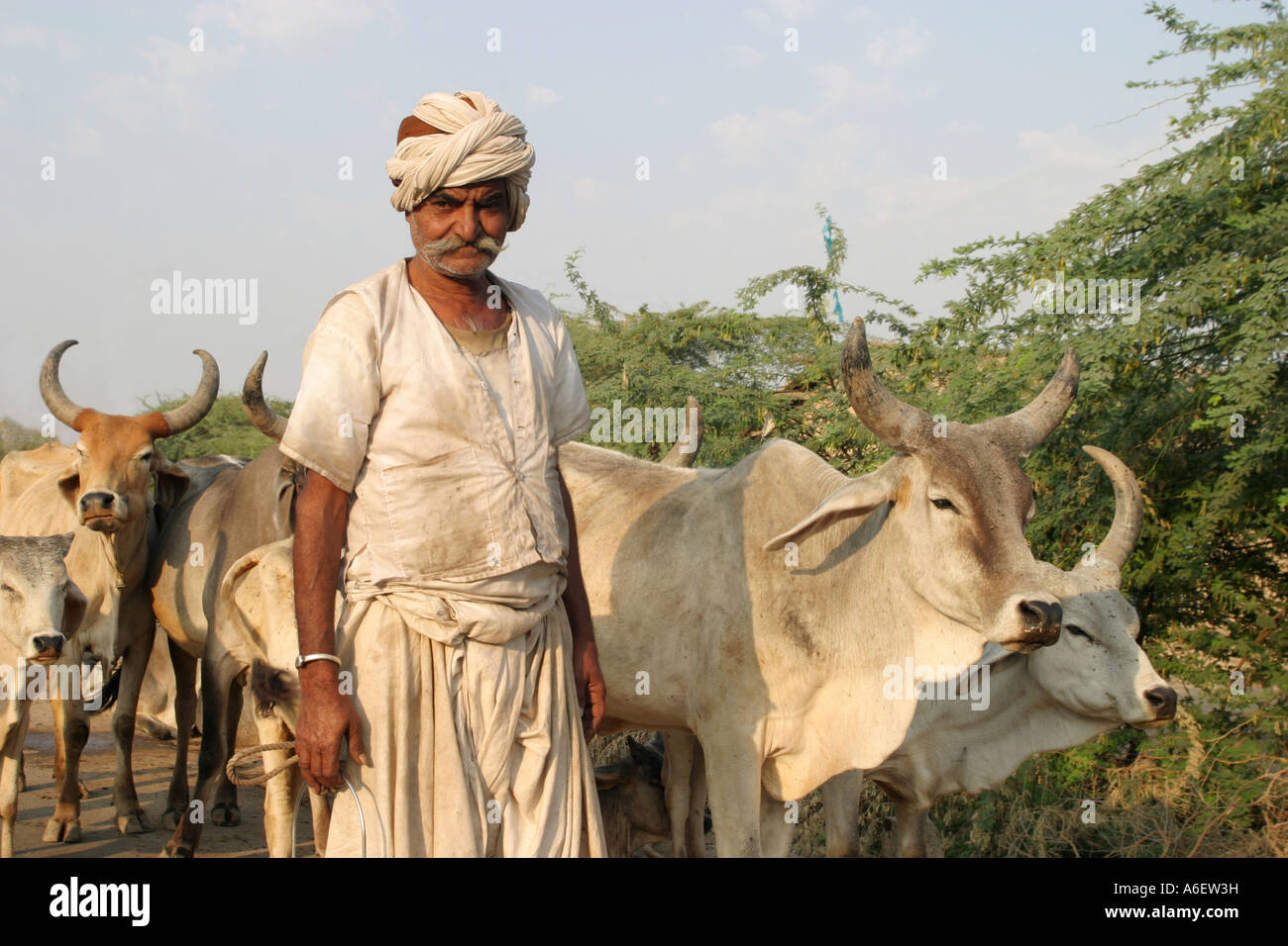 An elder of the nomadic Mir tribal group of people with his valued ...