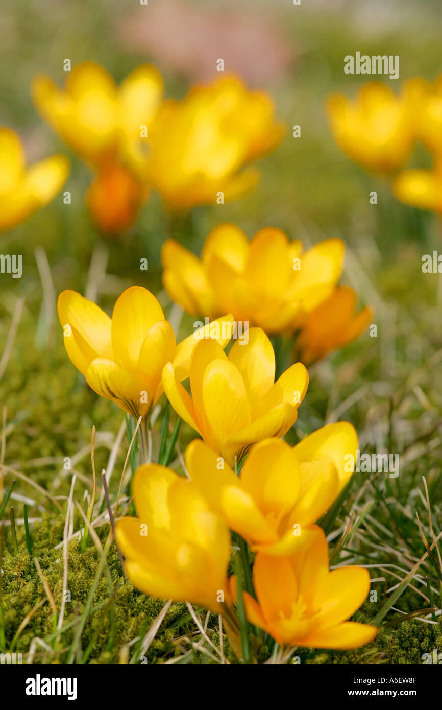 Species crocus hi-res stock photography and images - Alamy