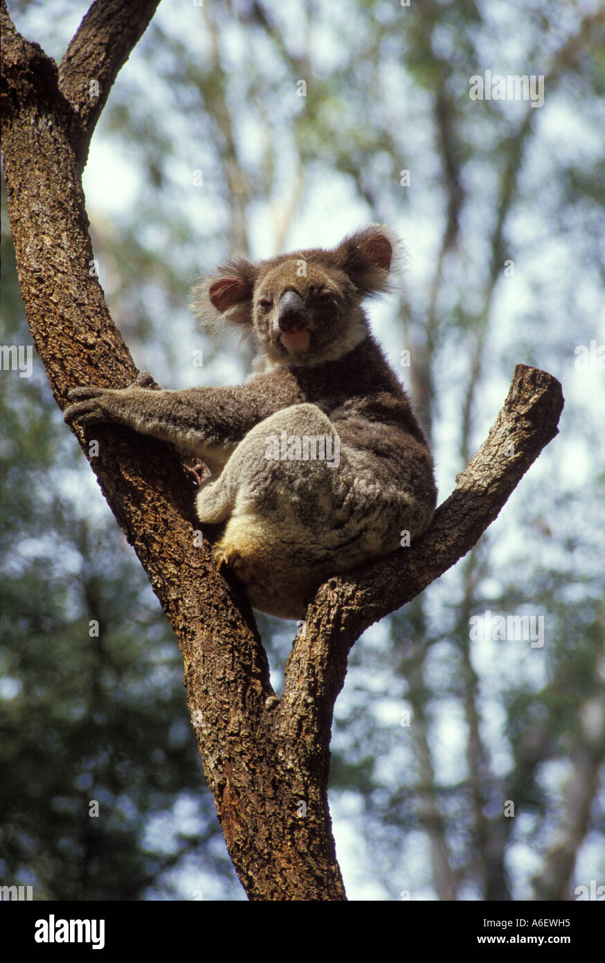 Australian Koala High Resolution Stock Photography and Images - Alamy