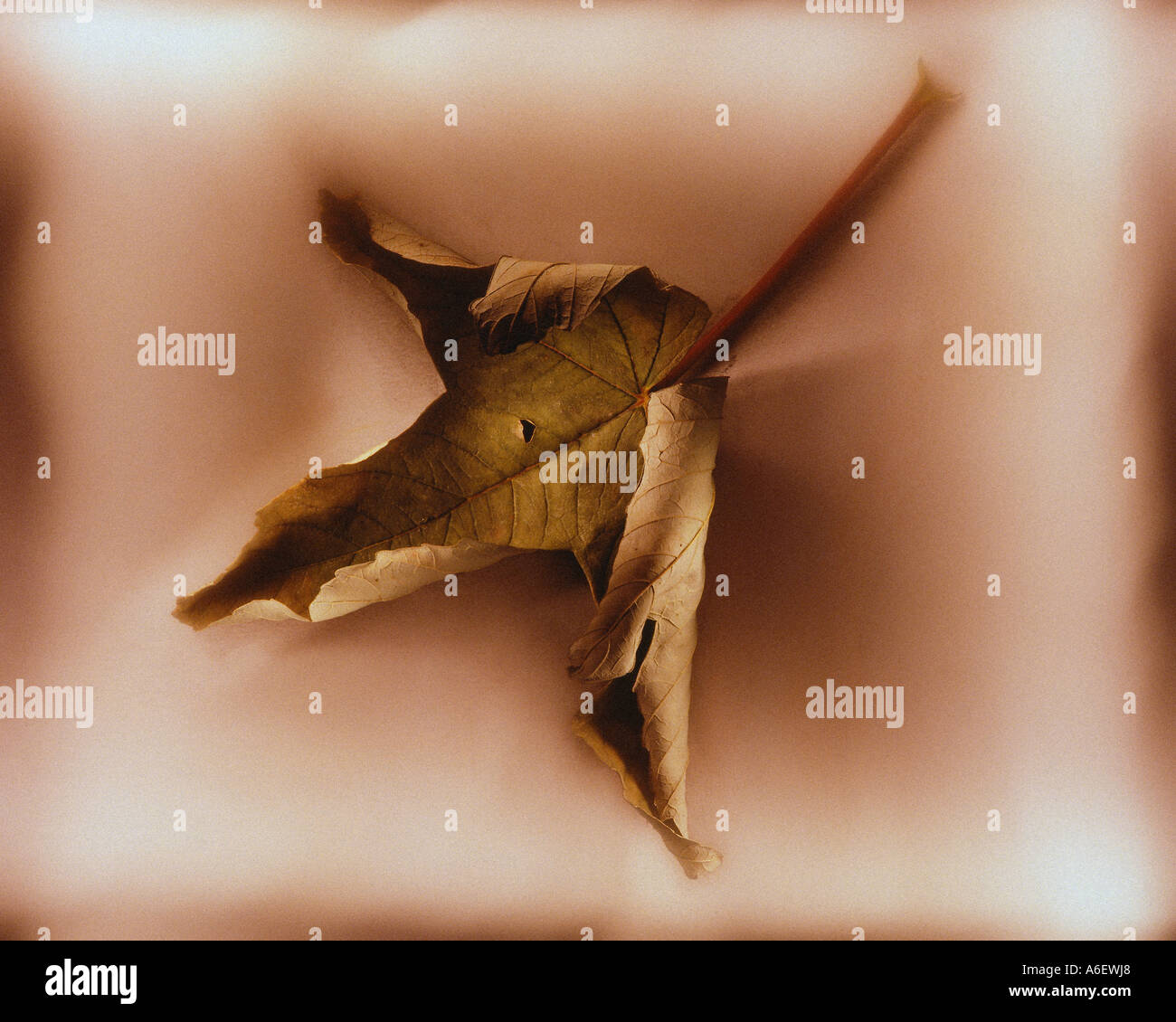 Dead leaf photographed using light painting technique Stock Photo - Alamy
