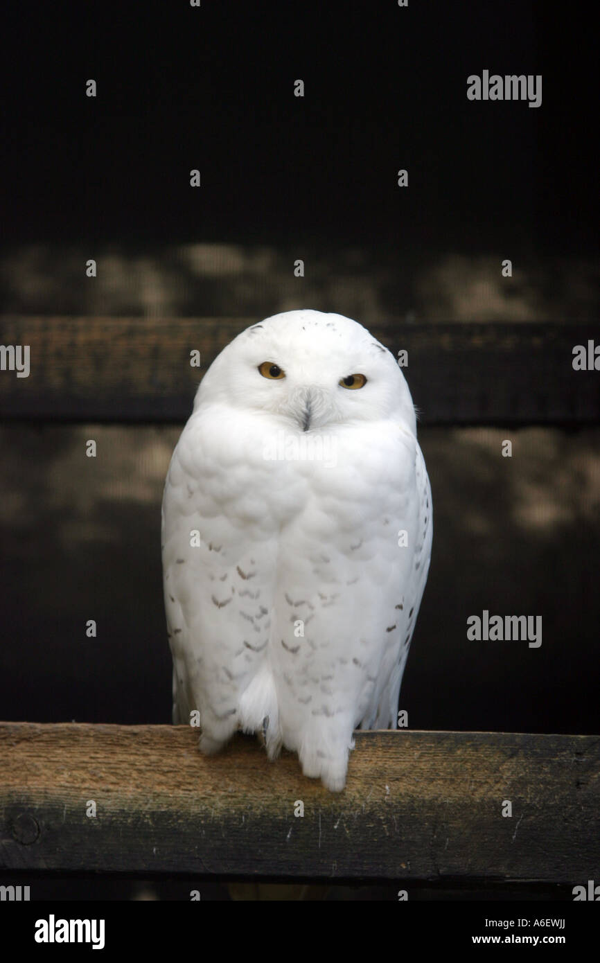 Snowy Owl, Bubo scandiacus Stock Photo - Alamy
