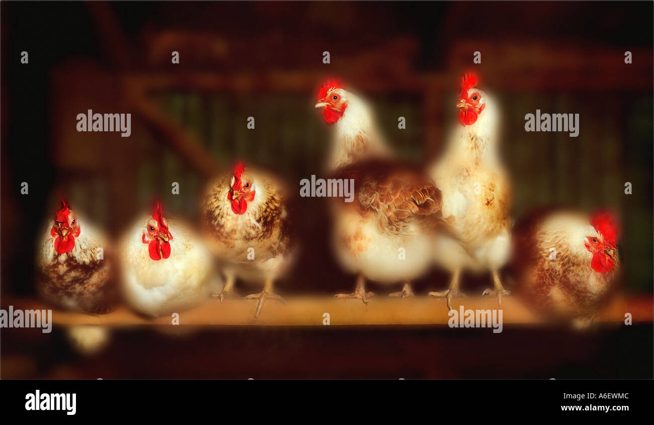 Chickens on a roost Stock Photo - Alamy