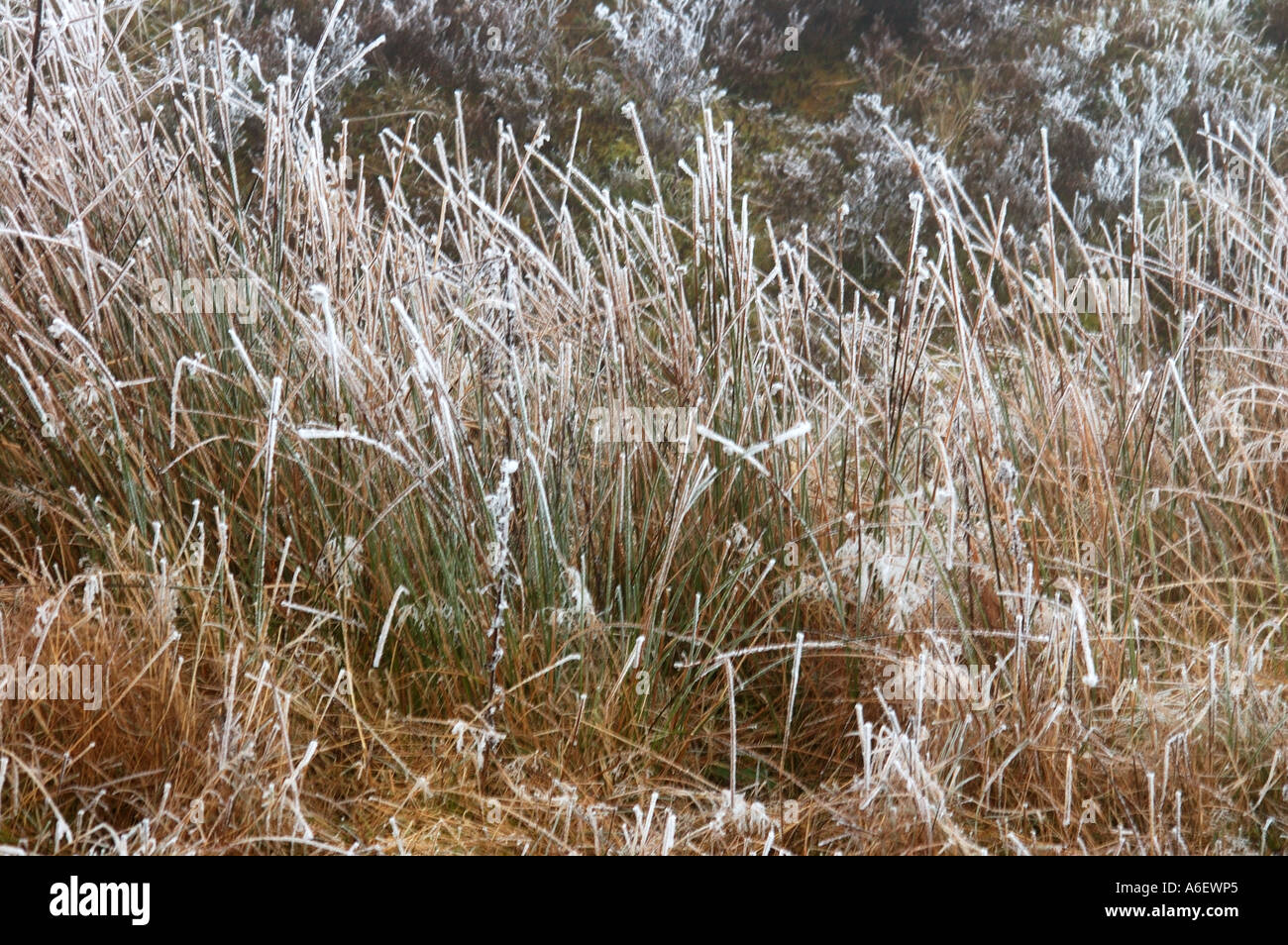 Grass covered in dead leaves hi-res stock photography and images - Alamy