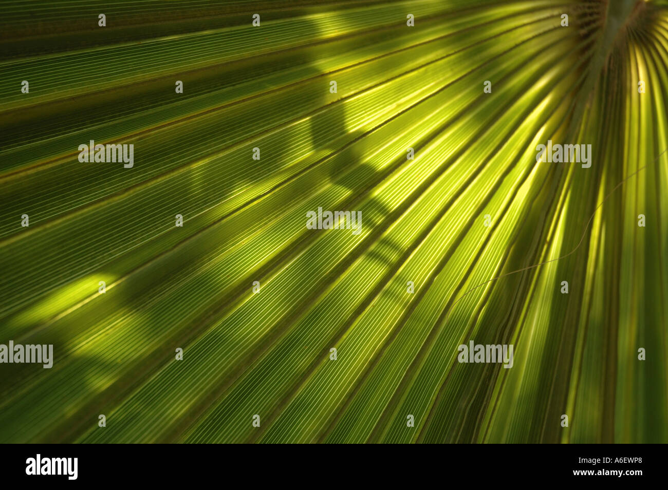 Backlit palm frond Stock Photo - Alamy