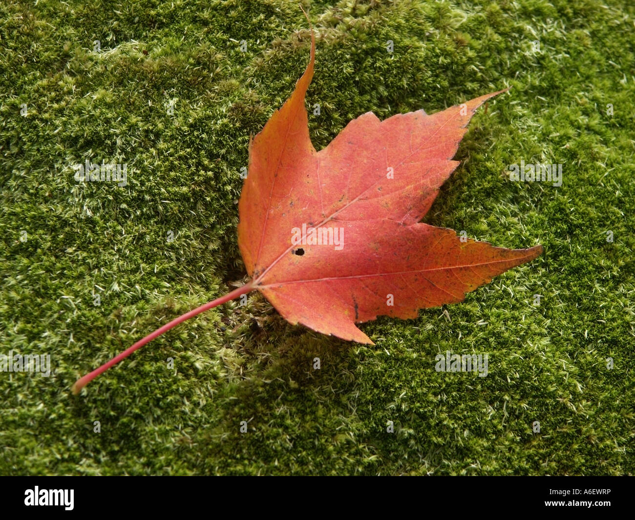 Leaf in fall stilllife Stock Photo - Alamy