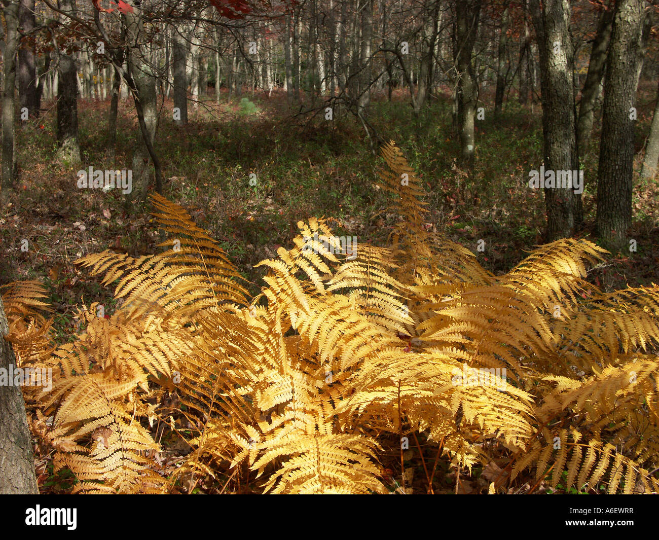 Ferns in fall Stock Photo - Alamy