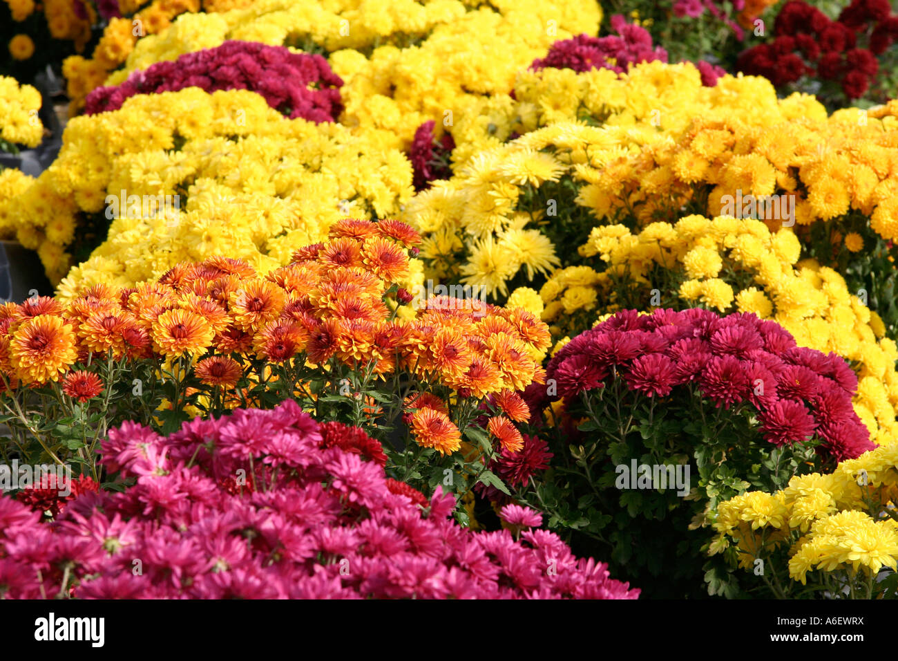 Mums Flowers High Resolution Stock Photography and Images - Alamy