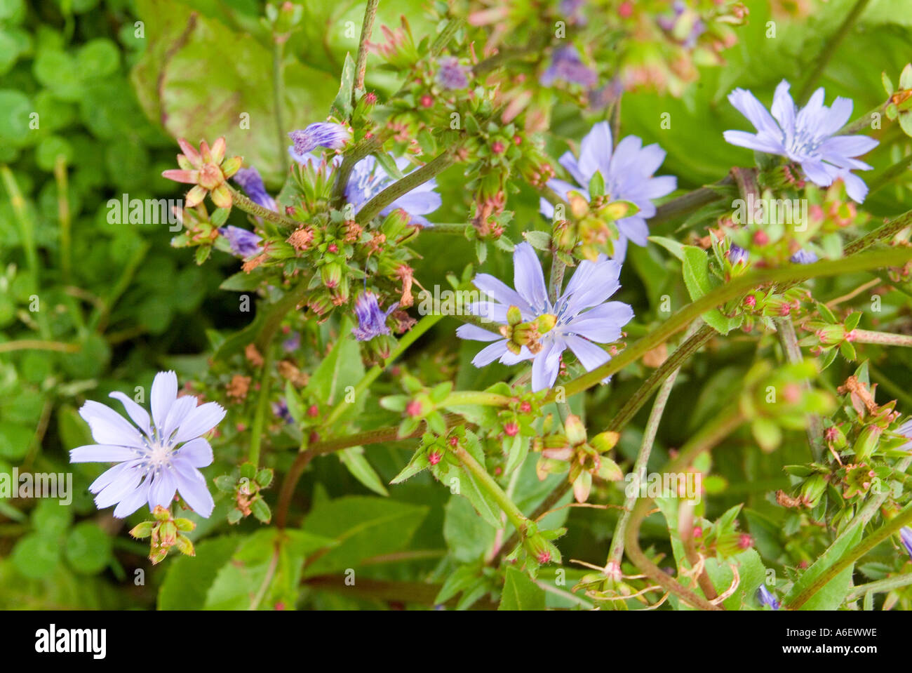 Radiccio rosso hi-res stock photography and images - Alamy