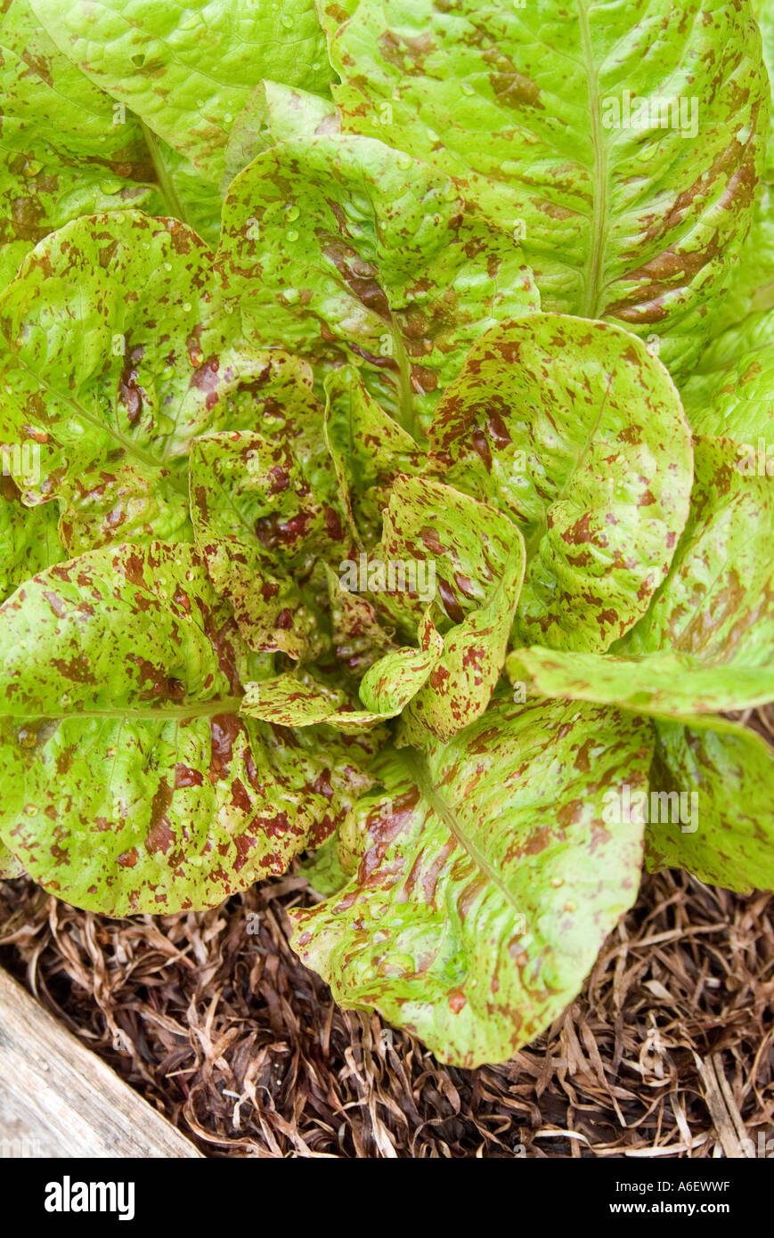 Cos hi-res stock photography and images - Alamy