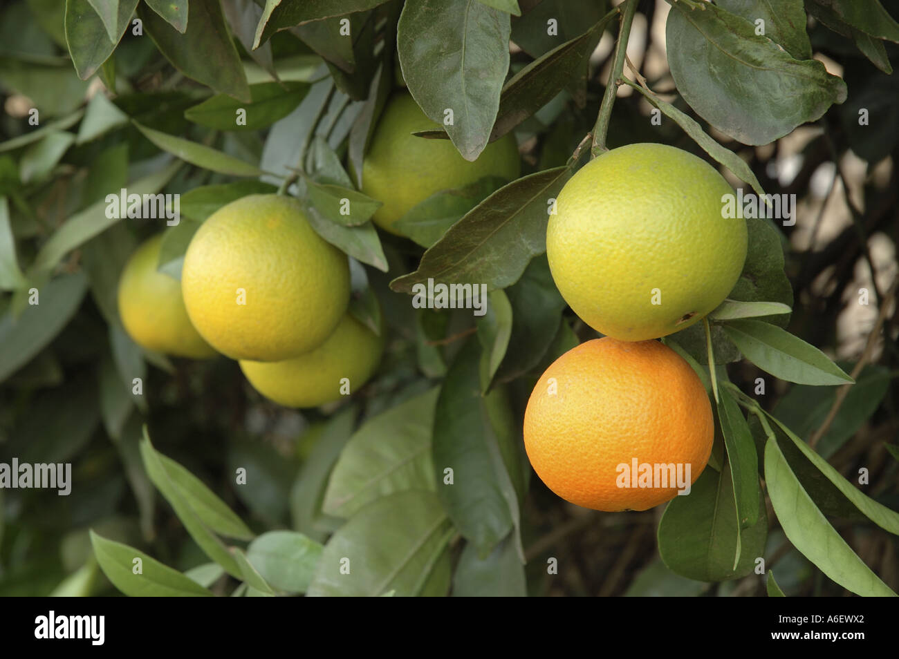 Sunshine ripening oranges hi-res stock photography and images - Alamy