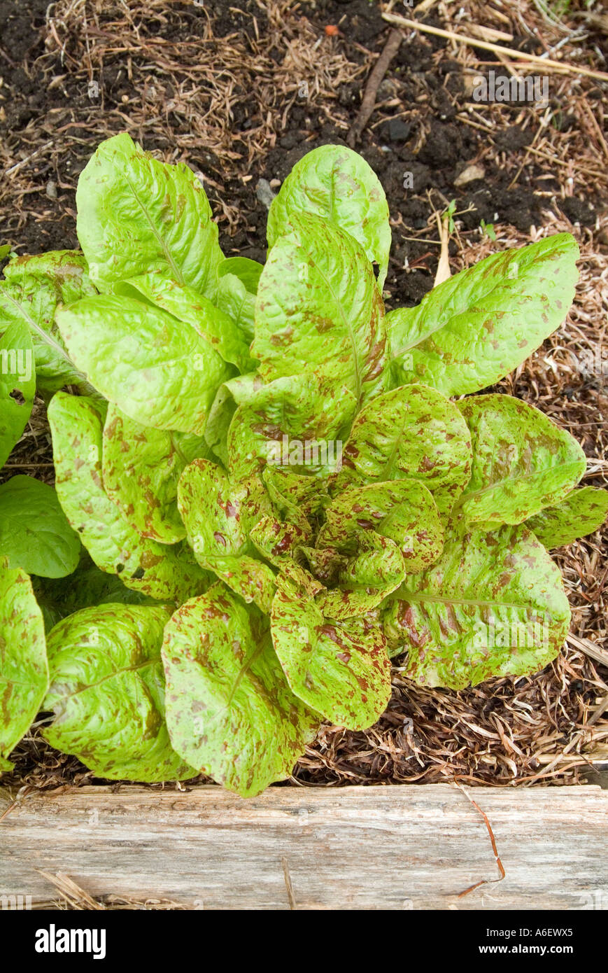 Speckled Cos lettuce of the variety known as Freckles Stock Photo - Alamy