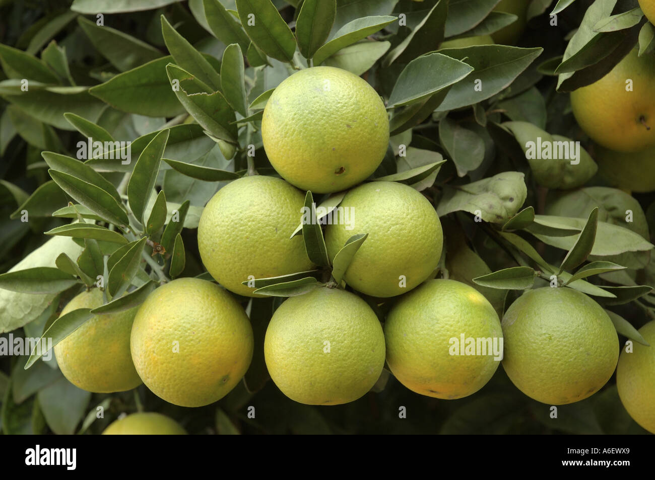 Ripen oranges in an orange tree hi-res stock photography and images - Alamy