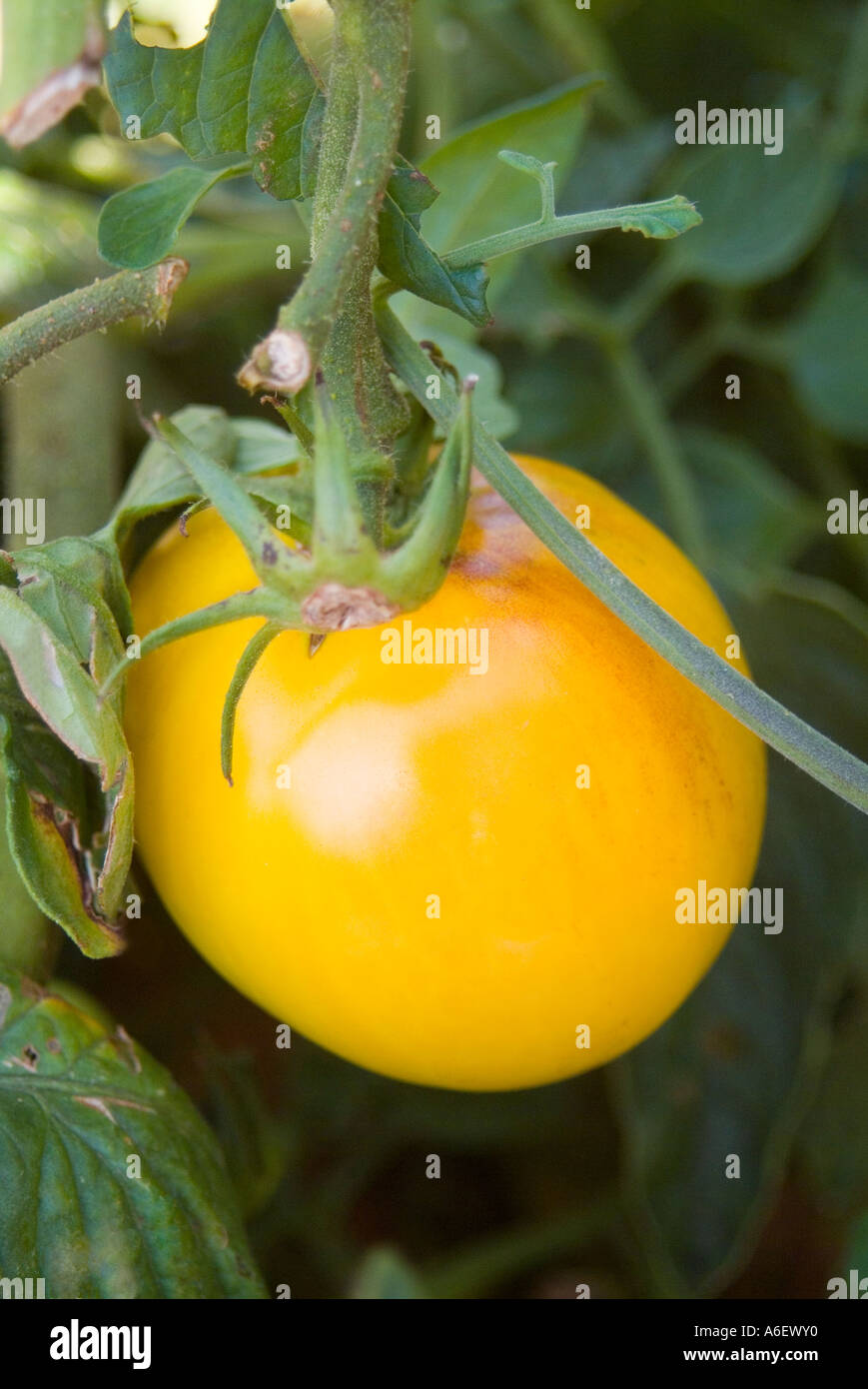 Are Tomatoes Low Acid at Carl Osborne blog