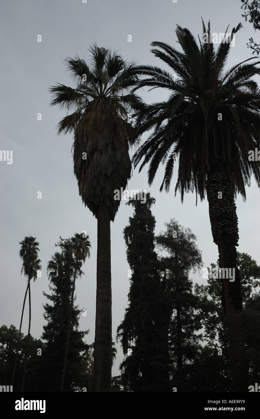 Mixed Palms Silhouette Stock Photo - Alamy