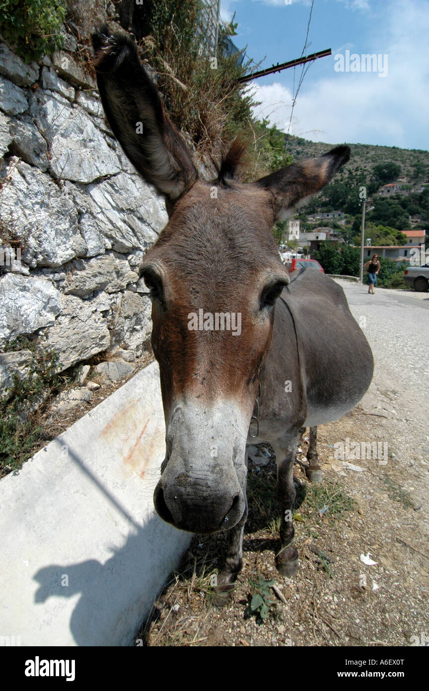 Balkan donkey hi-res stock photography and images - Alamy