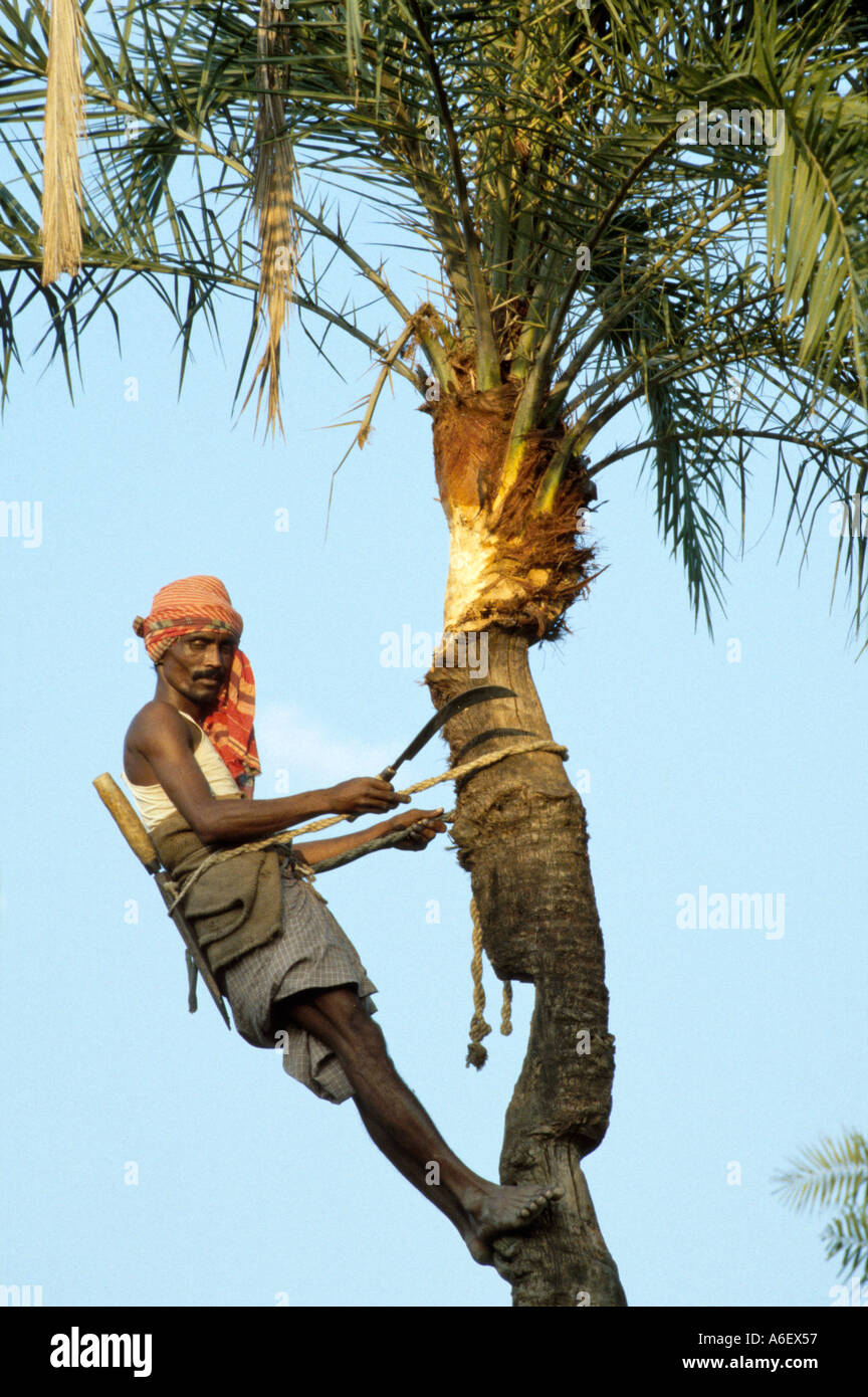 Toddy Tapper Stock Photos & Toddy Tapper Stock Images - Alamy