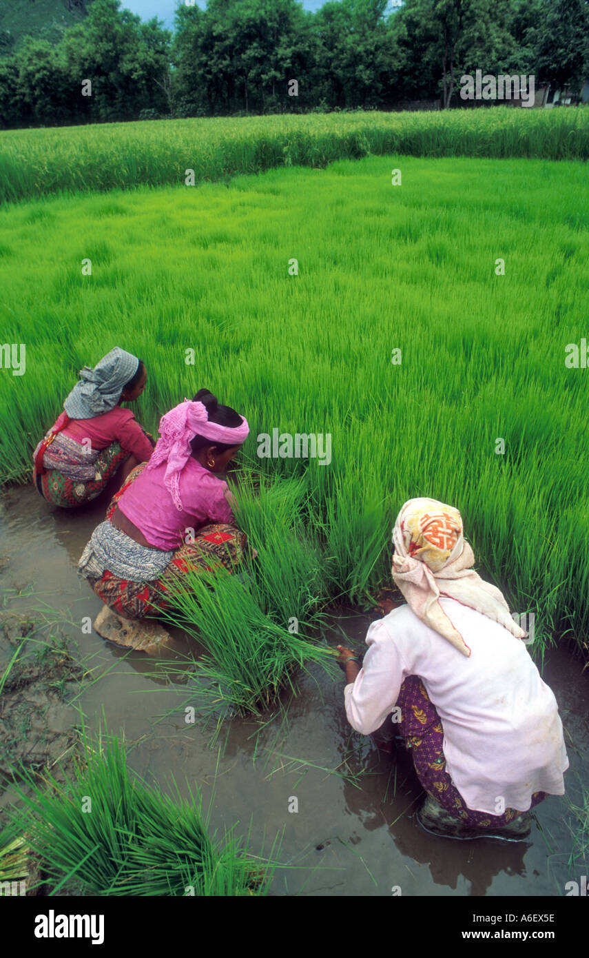 Transplanting of rice seedling hi-res stock photography and images - Alamy