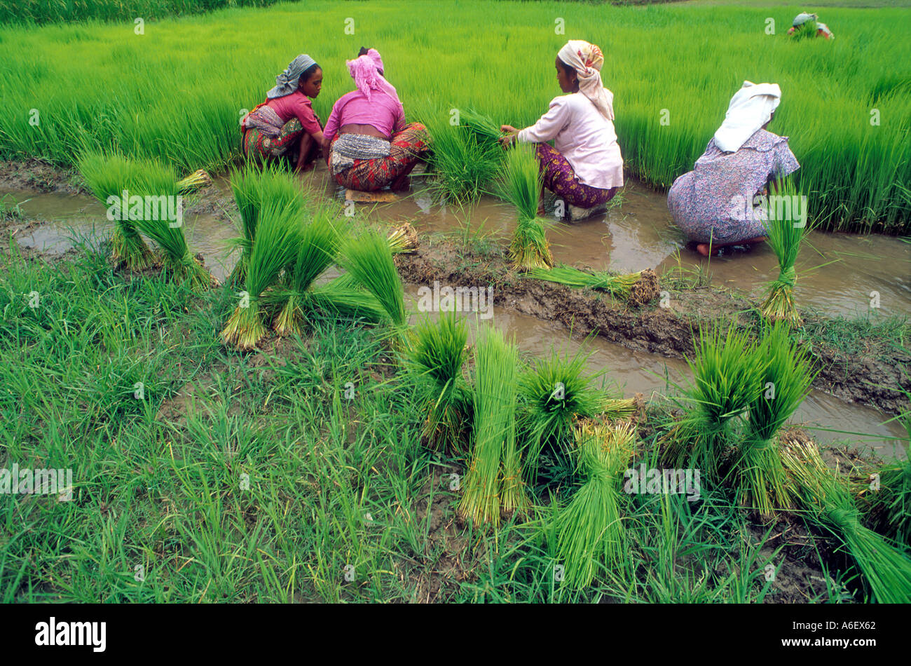 Nepal terai agriculture rice hi-res stock photography and images - Alamy
