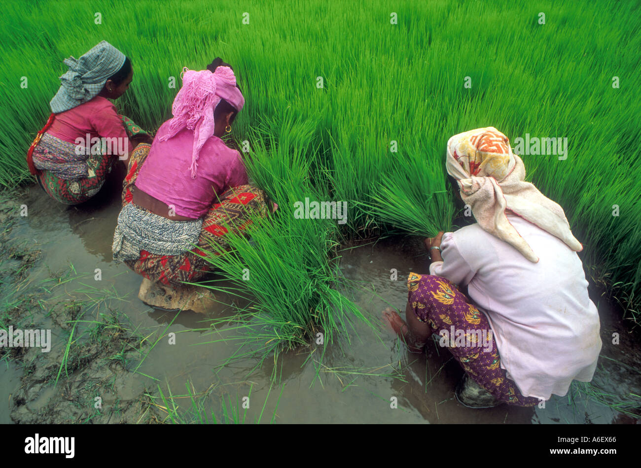 Women transplanting rice seedlings. Nepal Stock Photo - Alamy