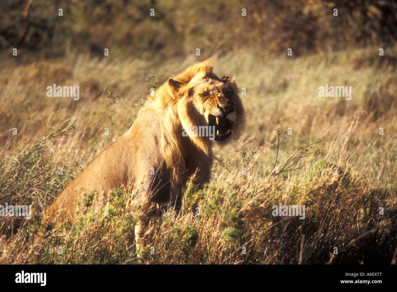 Lions teeth hi-res stock photography and images - Alamy