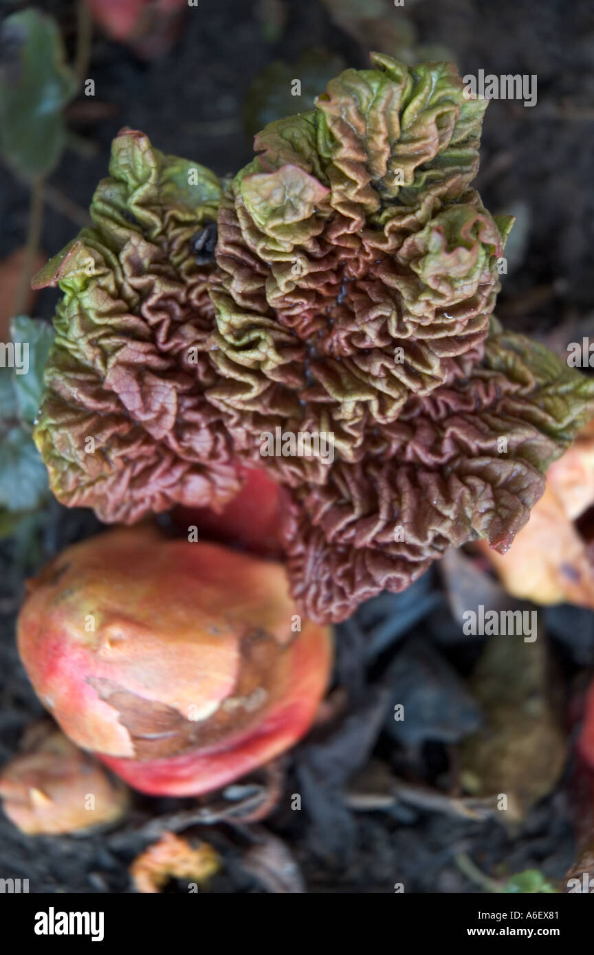 Rhubarb plant in early spring Stock Photo - Alamy