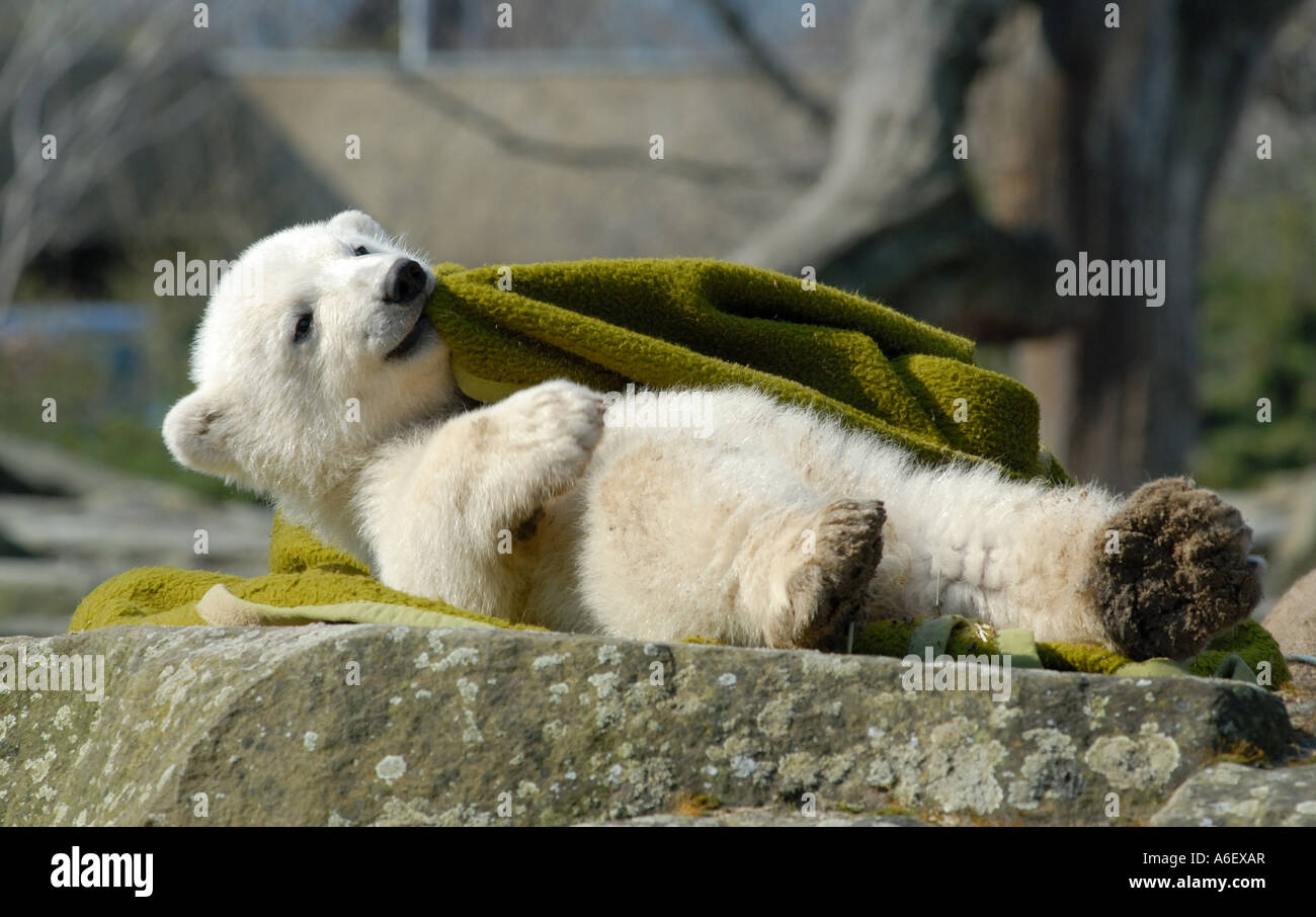 Knut the polar bear cub in Berlin Zoo Stock Photo - Alamy