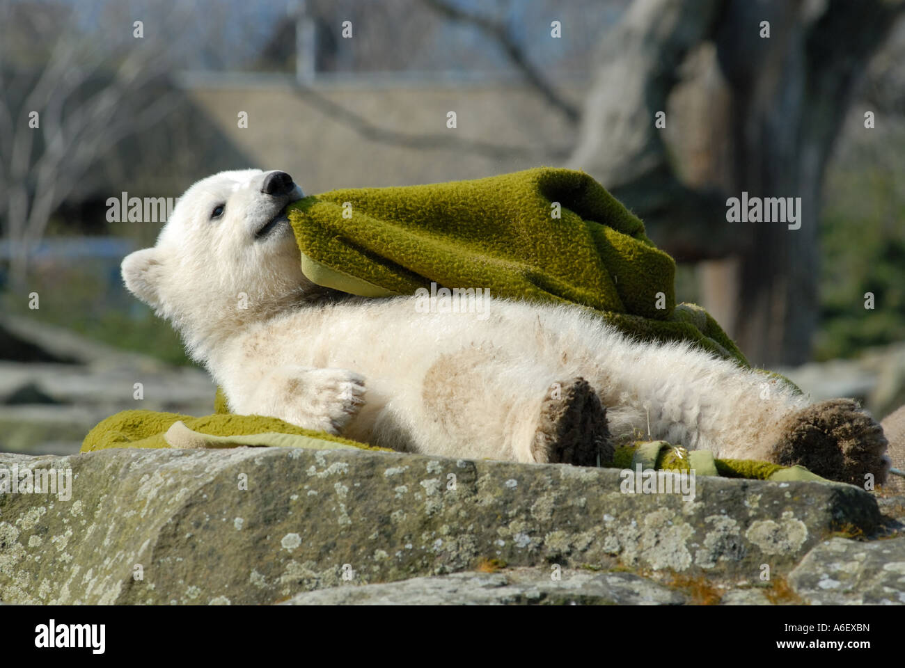 Knut the polar bear cub in Berlin Zoo Stock Photo - Alamy