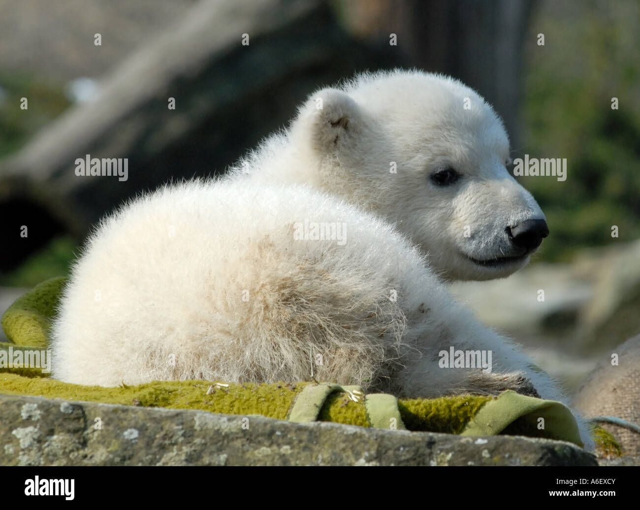 Knut the polar bear cub in Berlin Zoo Stock Photo - Alamy