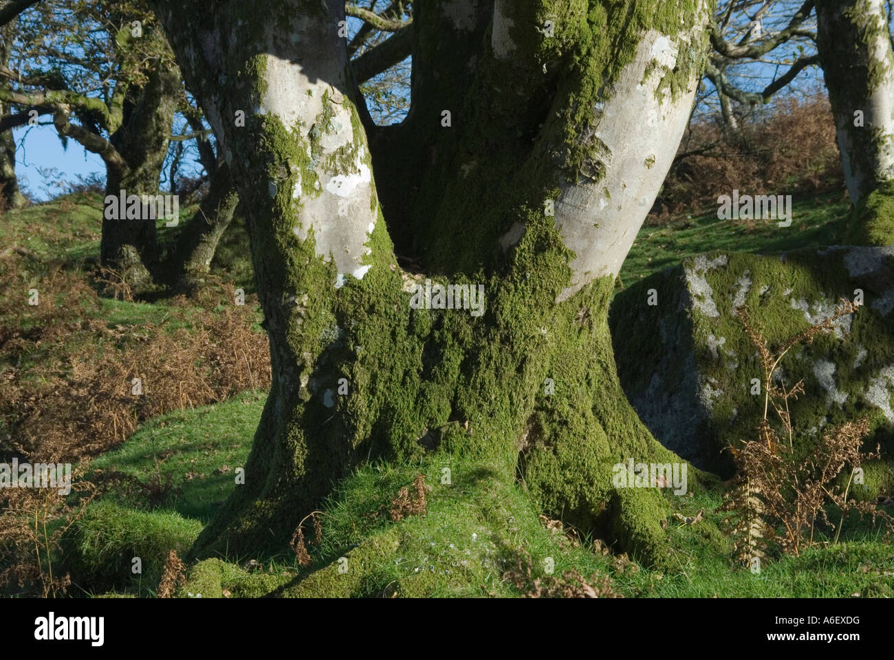 Tree moss on Dartmoor, Devon UK Stock Photo - Alamy