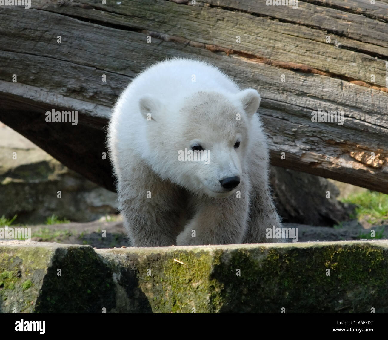 Knut the polar bear cub in Berlin Zoo Stock Photo - Alamy