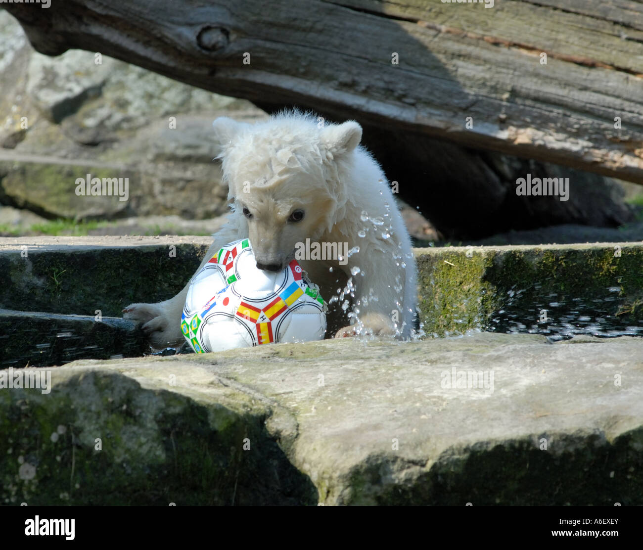 Knut the polar bear cub in Berlin Zoo Stock Photo - Alamy