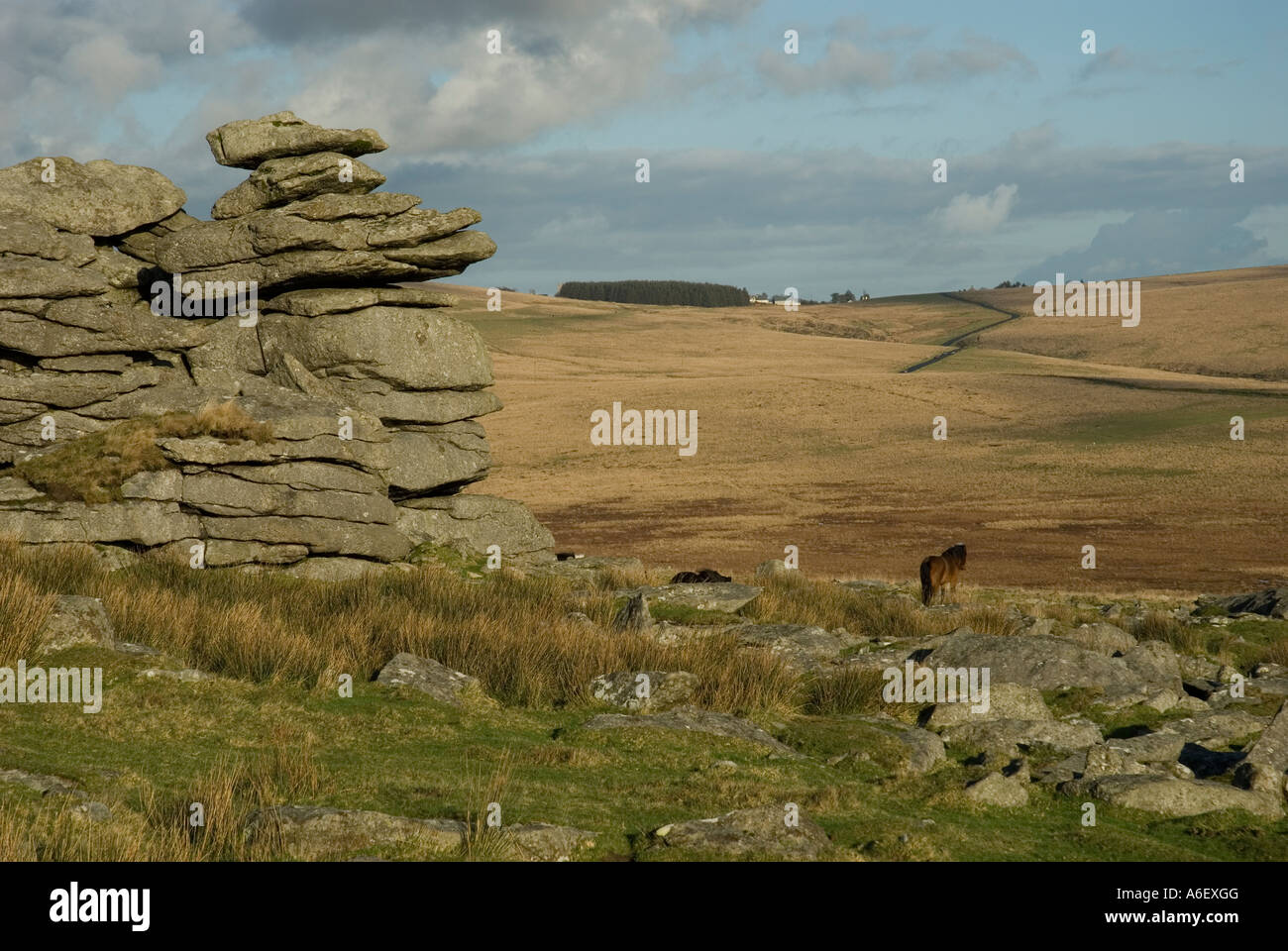 Leedon Tor, Devon, UK looking towards Princetown Stock Photo - Alamy