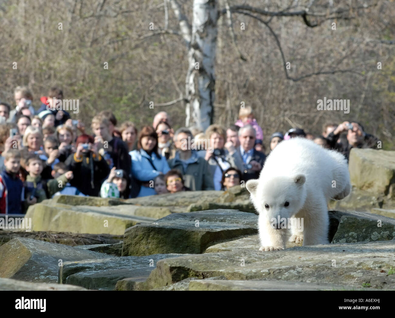 Knut the polar bear cub in Berlin Zoo Stock Photo - Alamy