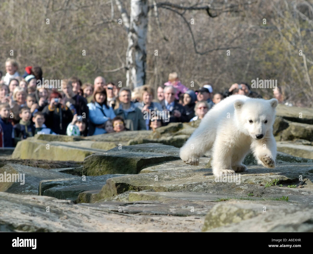 Knut the polar bear cub in Berlin Zoo Stock Photo - Alamy