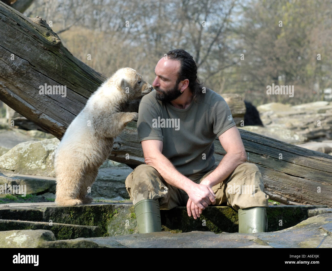 Knut the polar bear cub in Berlin Zoo Stock Photo - Alamy