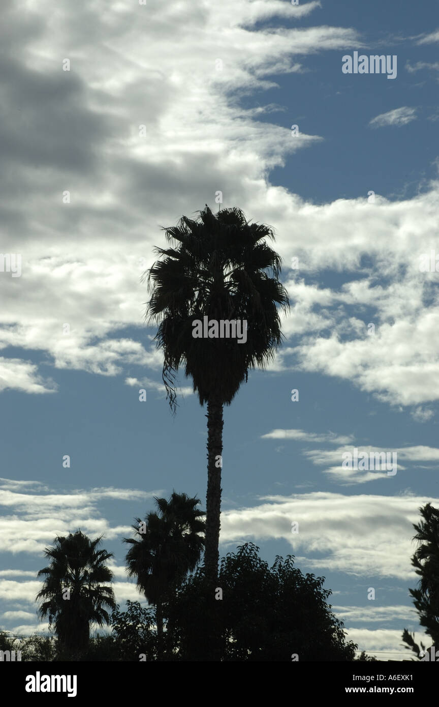 Stately Palm in Silhouette Stock Photo - Alamy