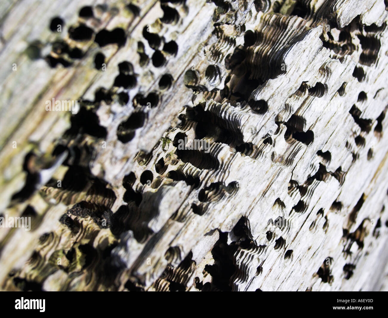 drift wood with wood worm Stock Photo - Alamy