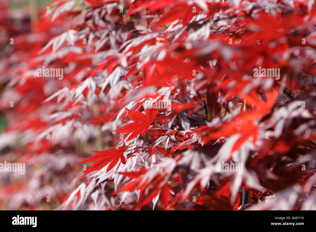 Japanese Maple Tree Stock Photo - Alamy