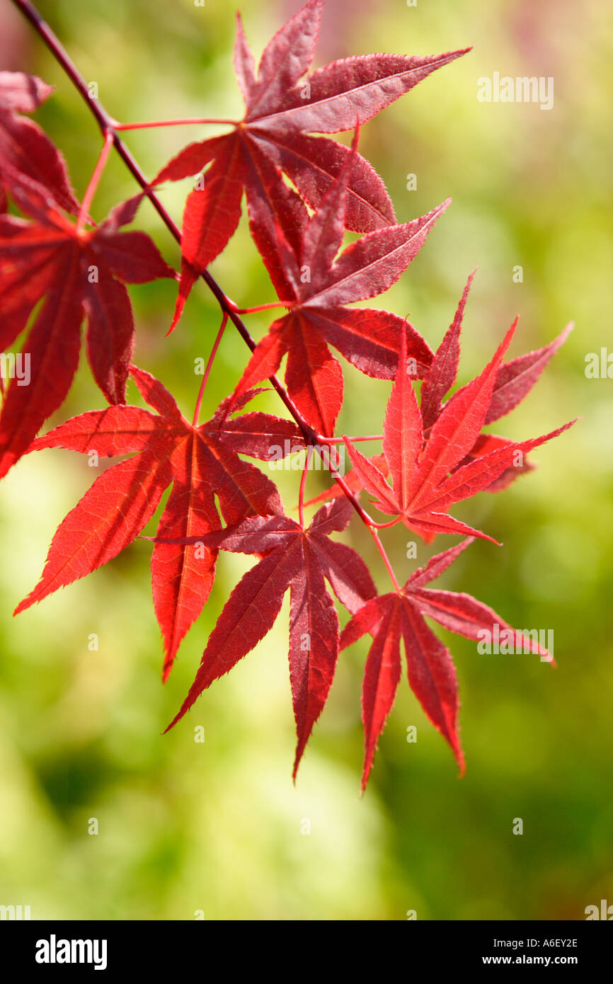 Japanese Maple Tree Stock Photo - Alamy