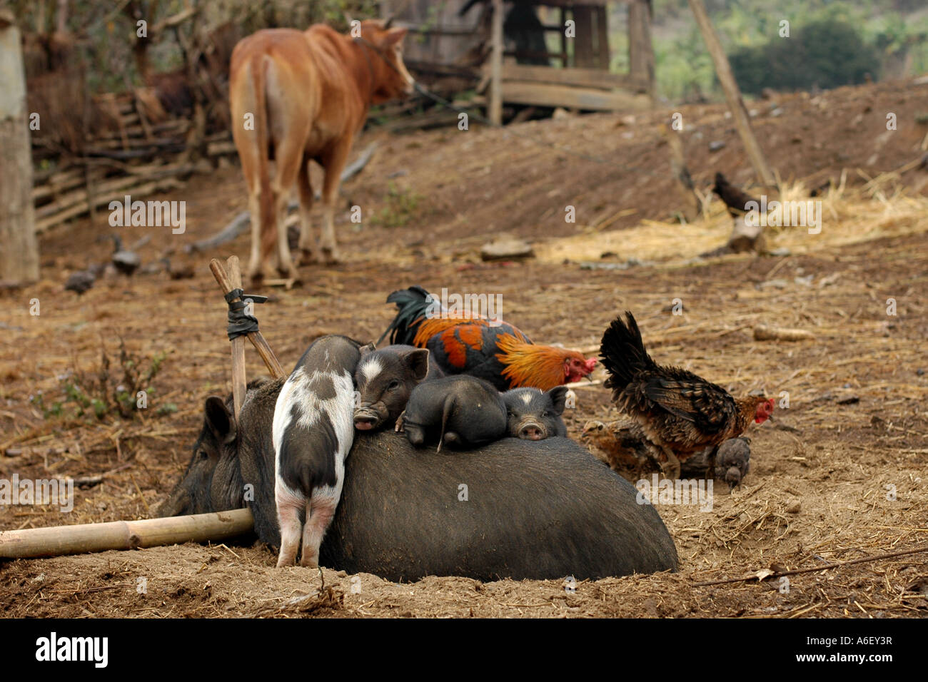 Animal on farm in Asia Stock Photo - Alamy